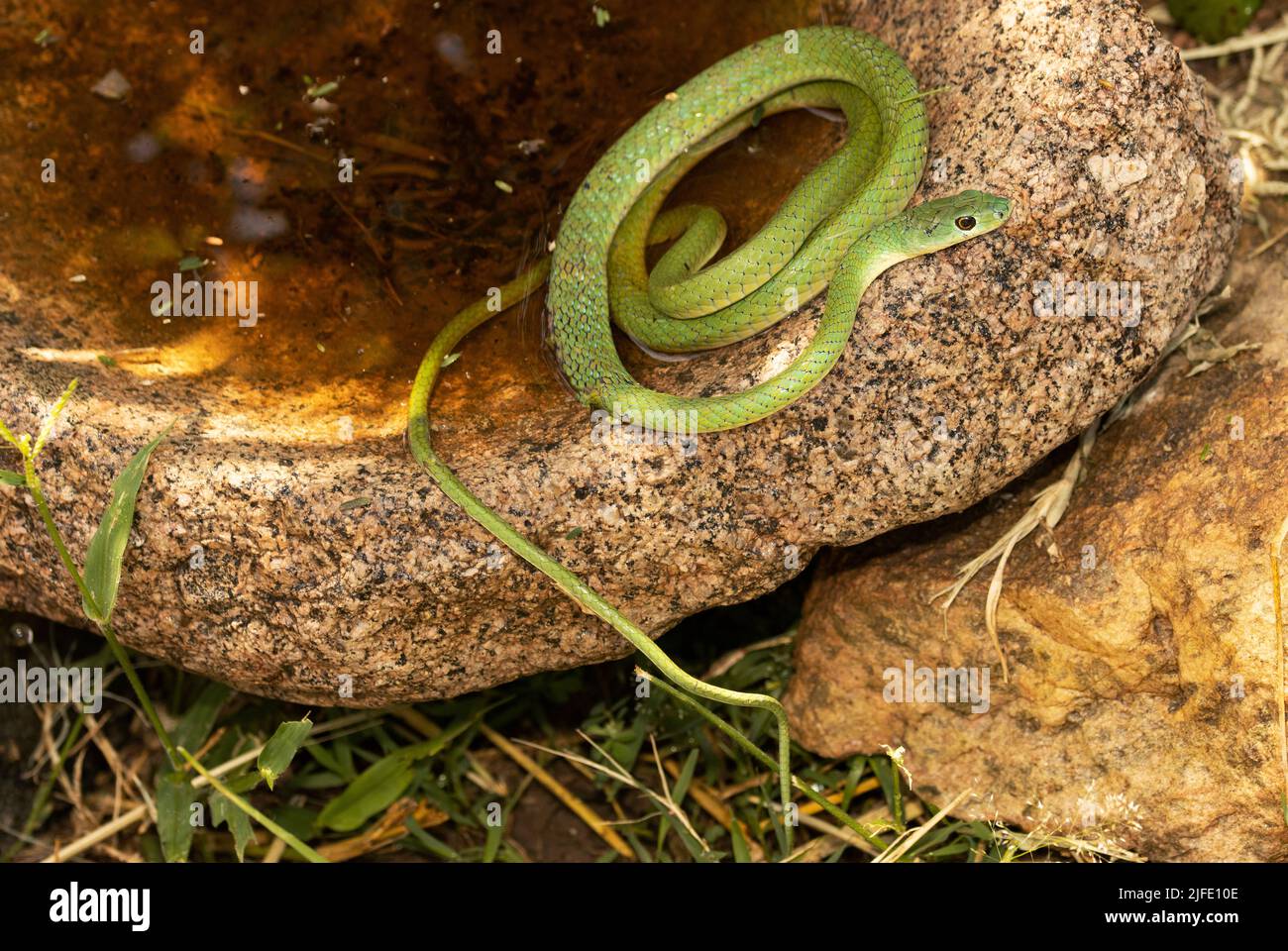 The Speckled Green Snake is a harmless arboreal hunter of lizards. The ...