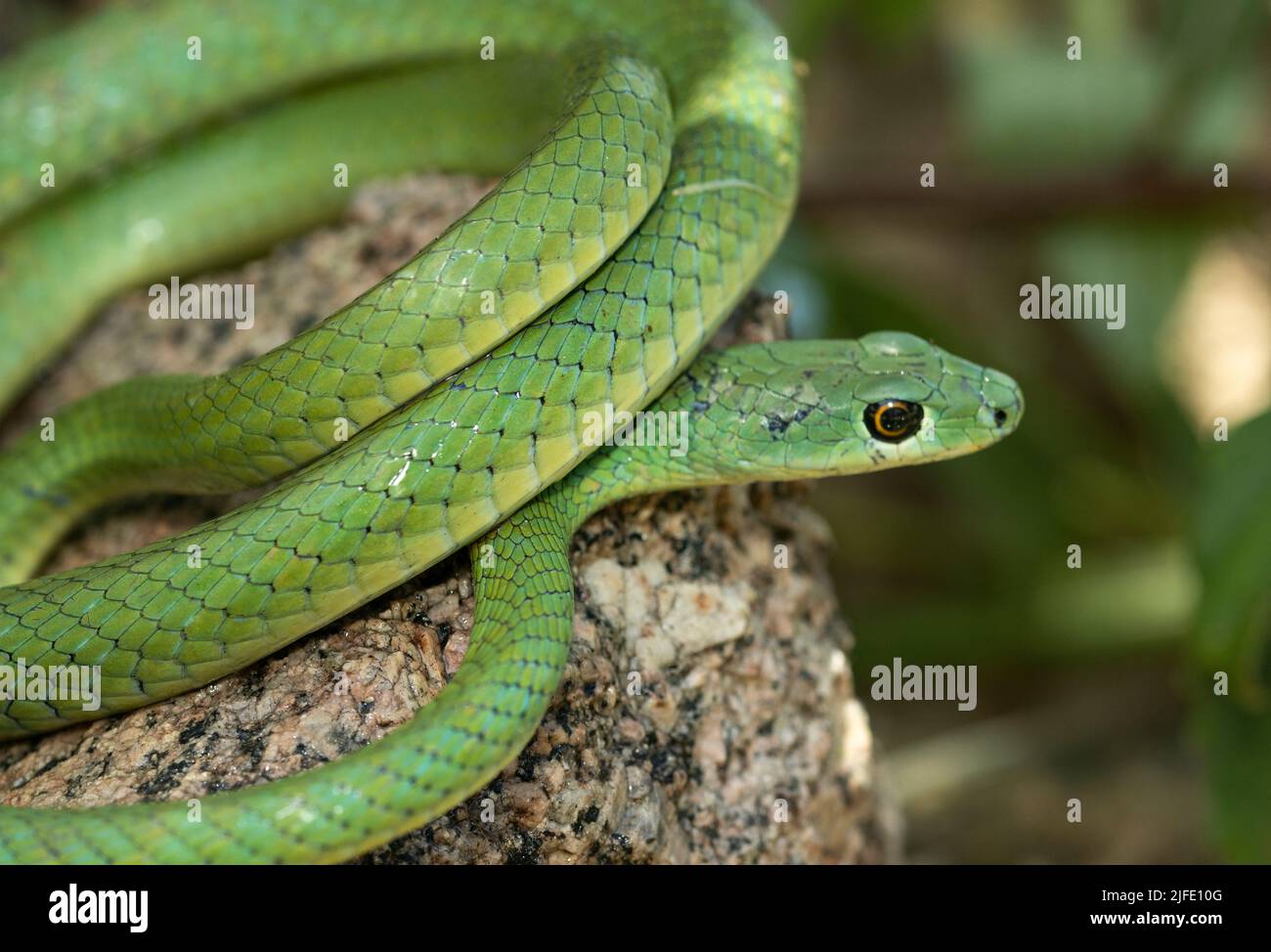 The Speckled Green Snake is a harmless arboreal hunter of lizards. The ...