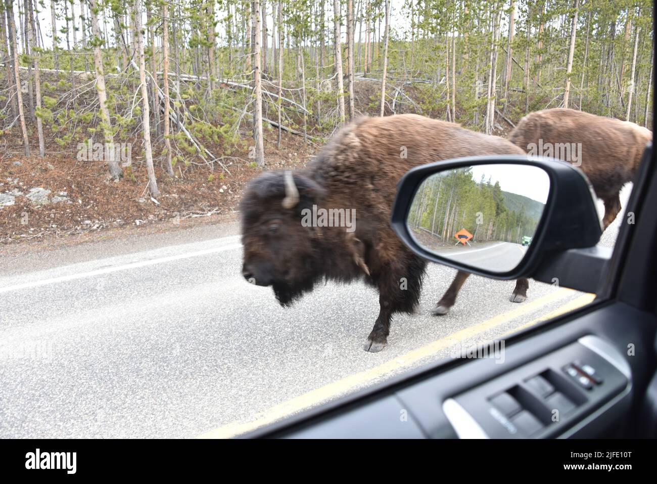 Yellowstone National Park, U.S.A. 5/21-24/2022. American Bison. 5,000+- Bison call Yellowstone ...