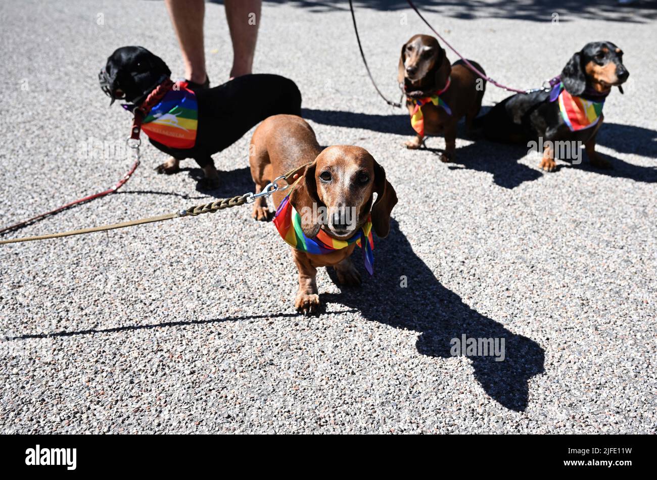 Munich, Germany. 02nd July, 2022. Dachshunds walk in a parade as part ...