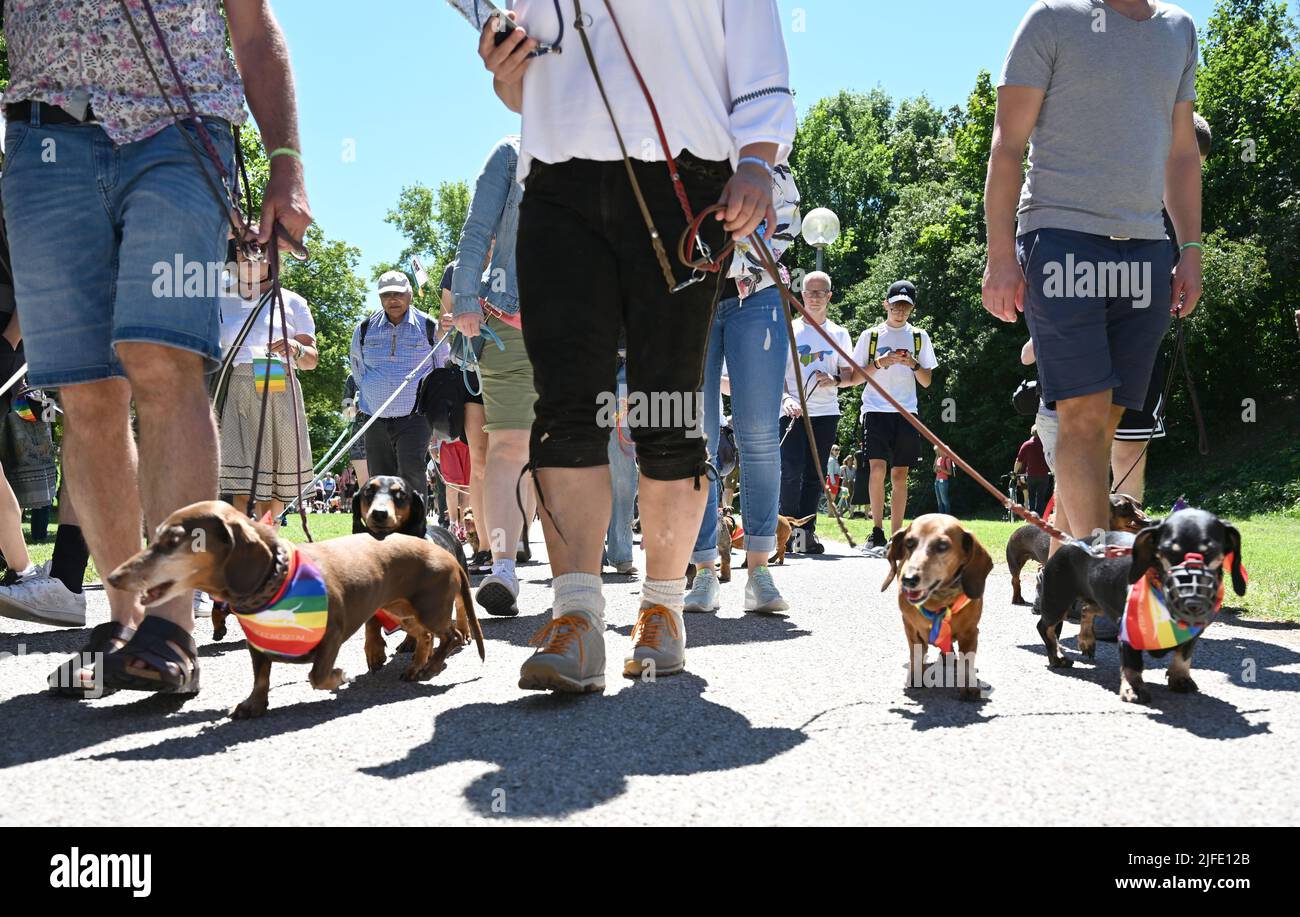 Munich, Germany. 02nd July, 2022. Dachshunds walk in a parade as part ...