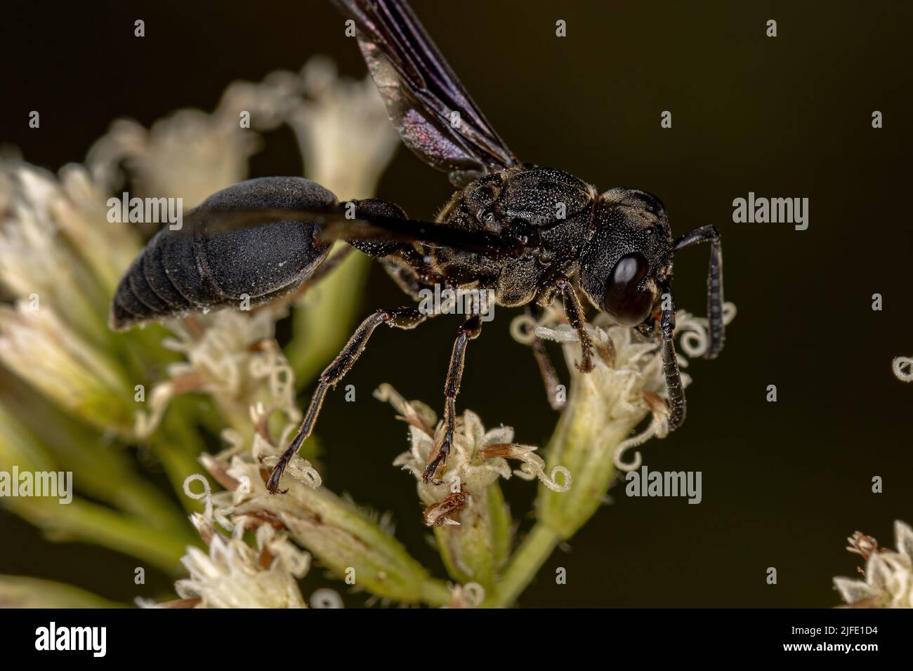 Adult Potter Wasp of the Subfamily Eumeninae Stock Photo - Alamy