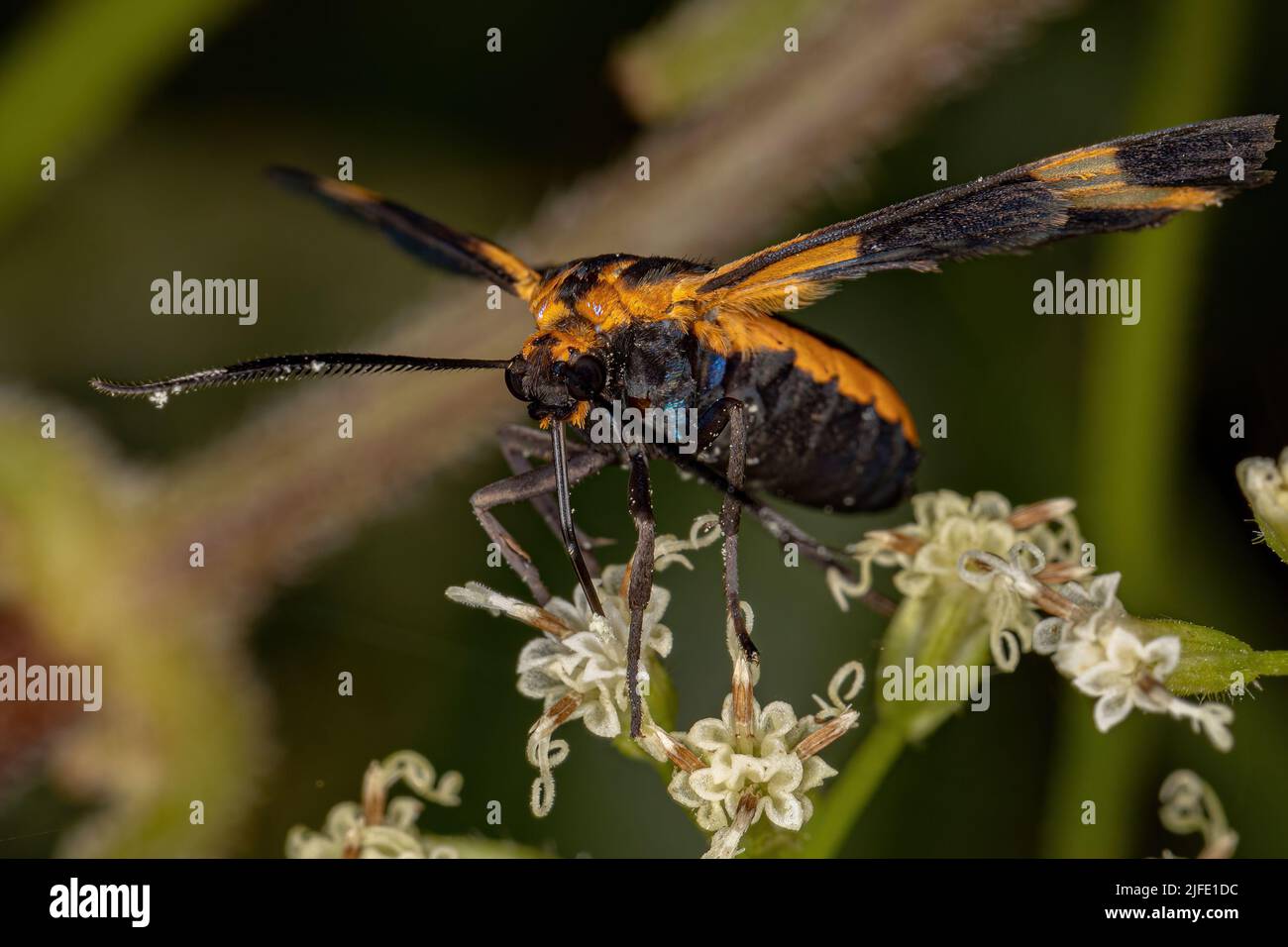 Adult Tiger Moth of the Genus Dycladia Stock Photo - Alamy