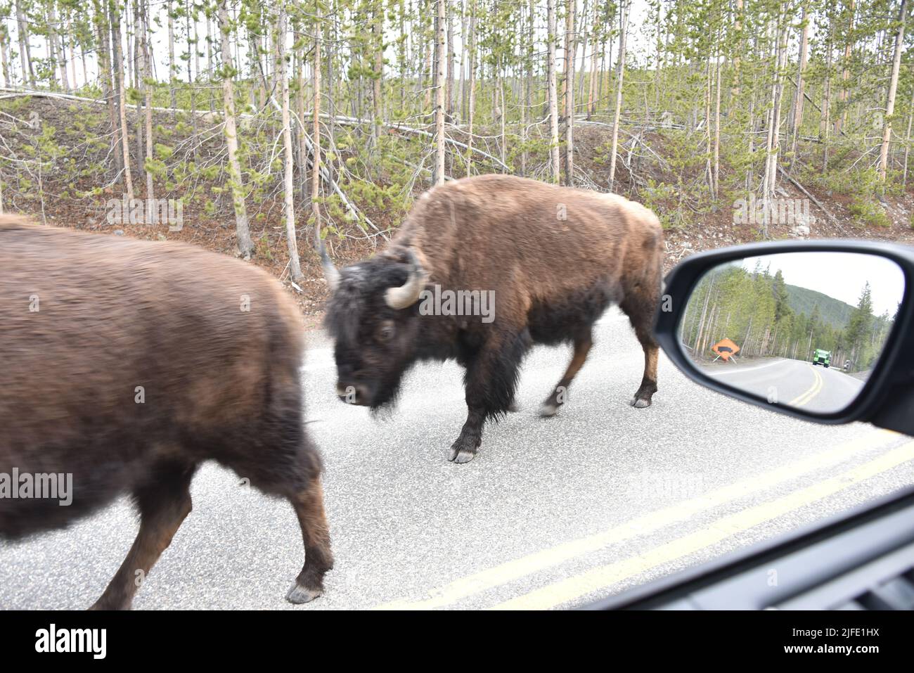 Yellowstone National Park, U.S.A. 5/21-24/2022. American Bison. 5,000 ...