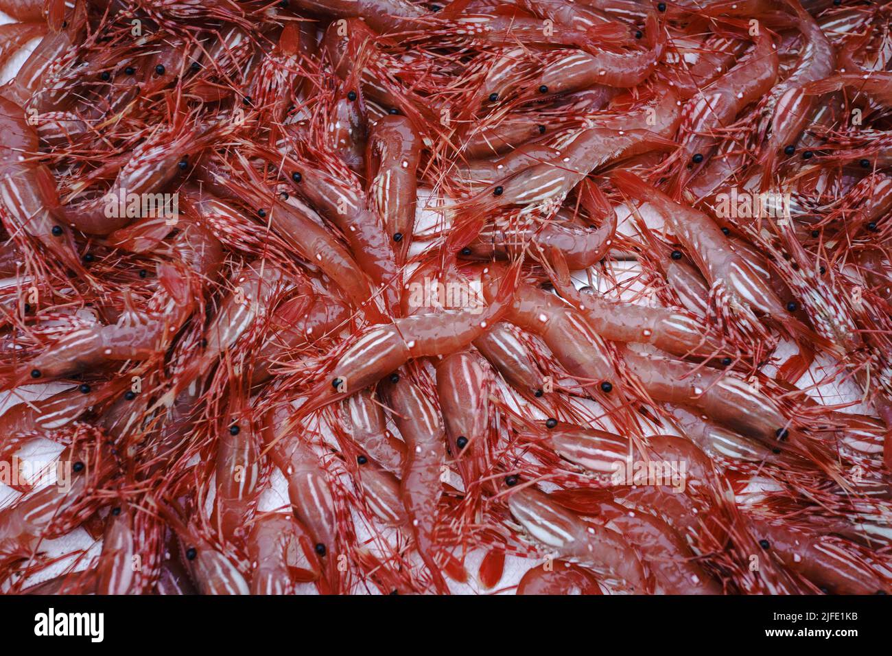 Wallpaper shrimp hi-res stock photography and images - Alamy