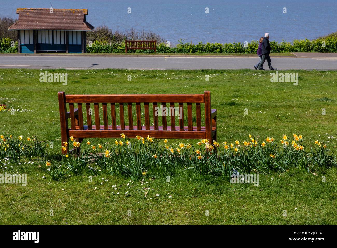 Bench and springtime Daffodils in the beautiful seaside town of ...