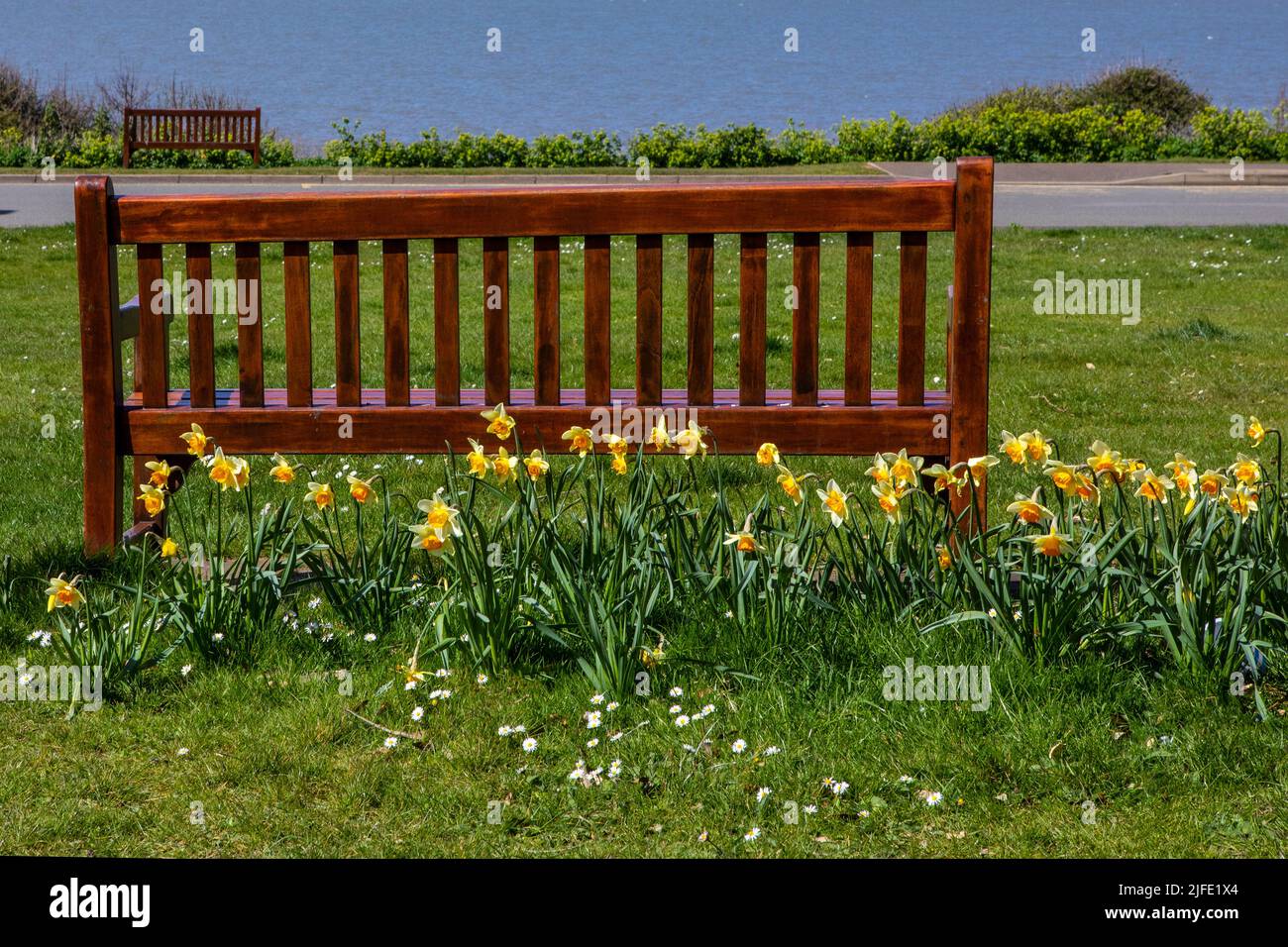 Bench and springtime Daffodils in the beautiful seaside town of ...