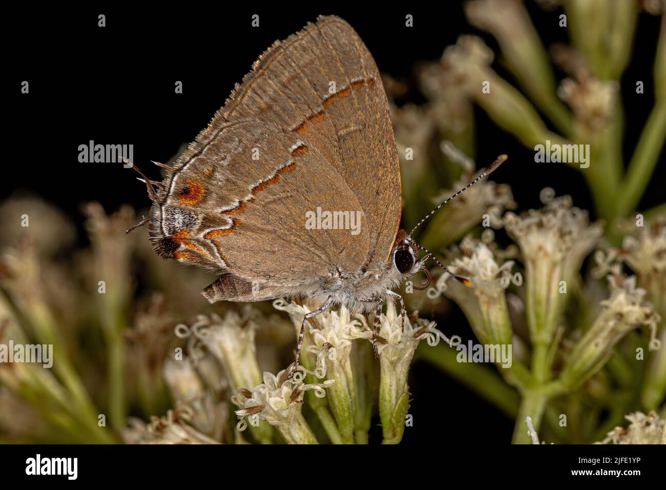 Electrostrymon endymion hi-res stock photography and images - Alamy