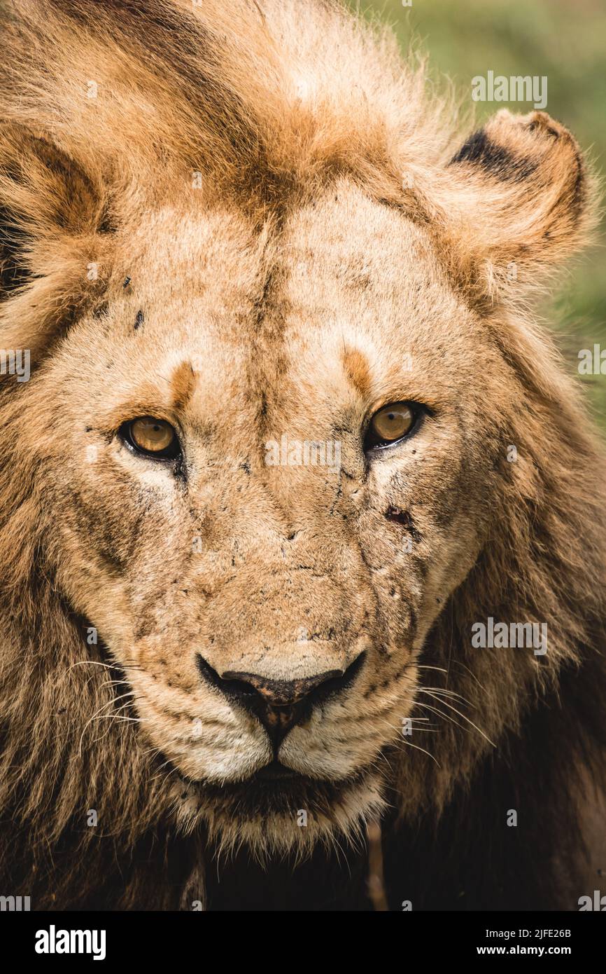 A mighty lion in a field in wilderness Stock Photo - Alamy