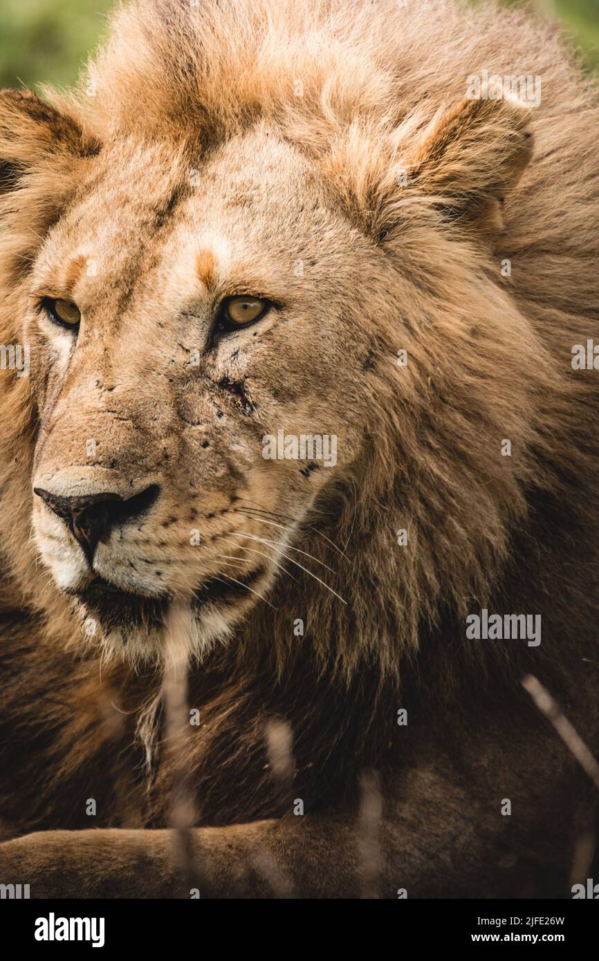 A mighty lion in a field in wilderness Stock Photo - Alamy