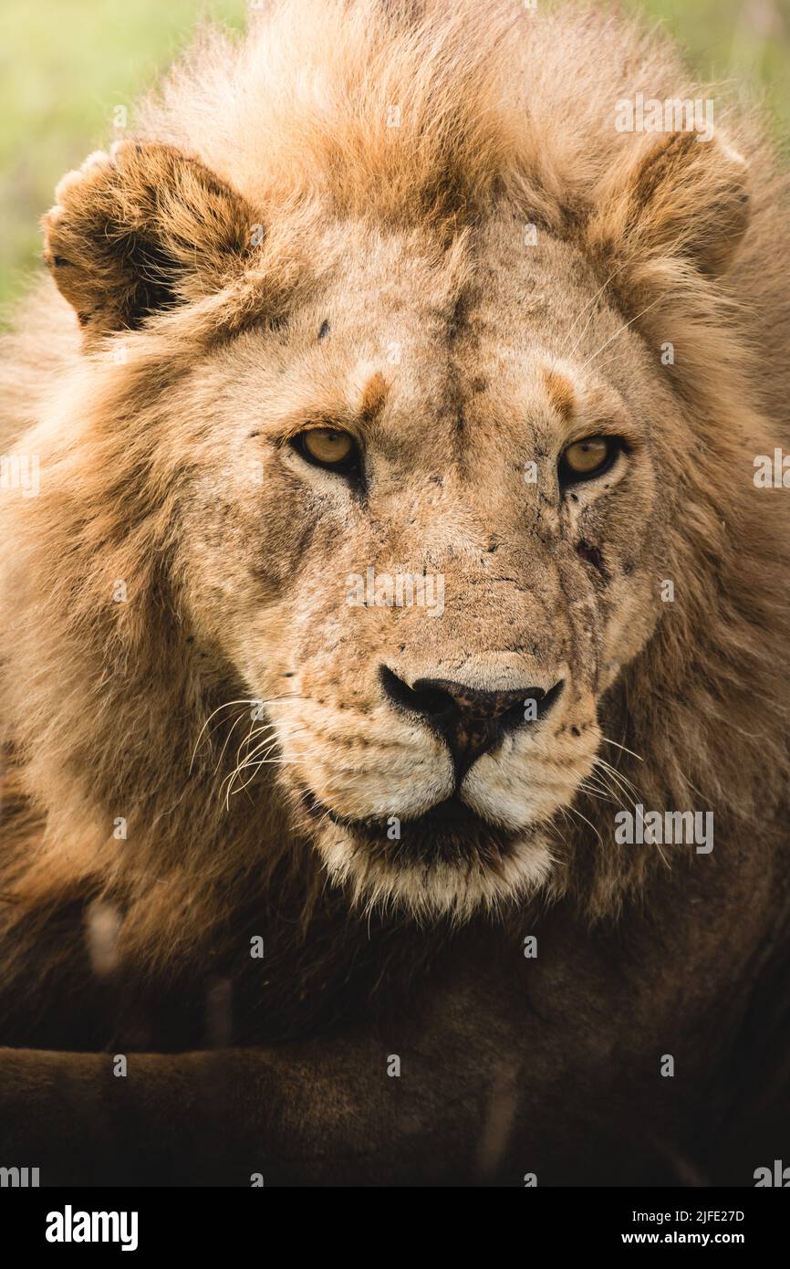 A mighty lion in a field in wilderness Stock Photo - Alamy
