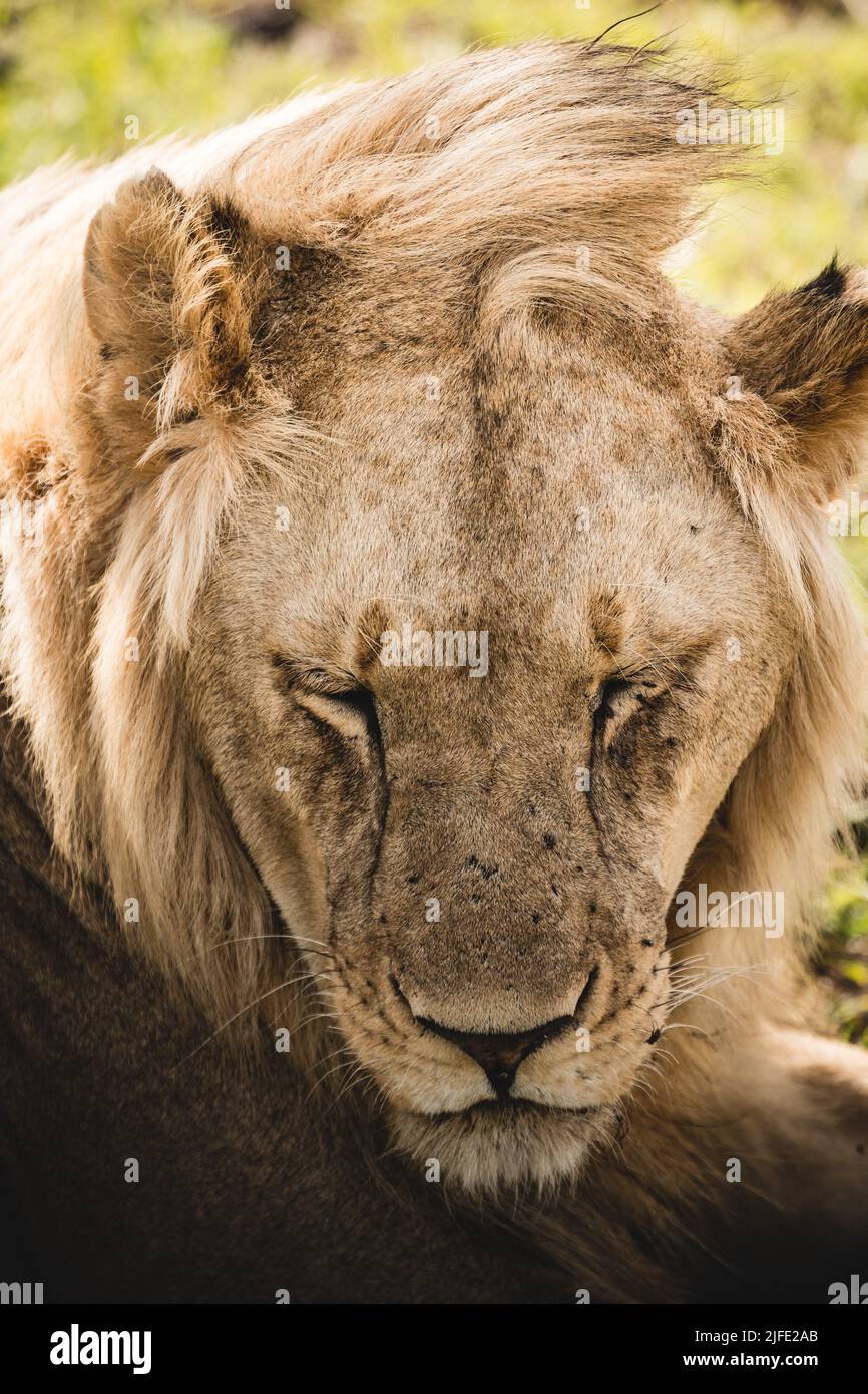 A mighty lion in a field in wilderness Stock Photo - Alamy