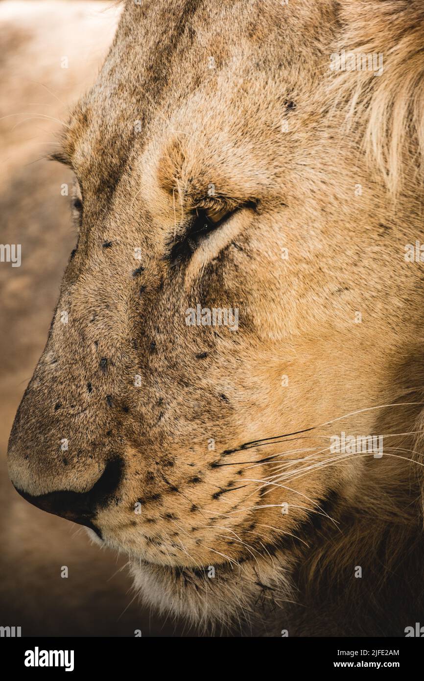 A mighty lion in a field in wilderness Stock Photo - Alamy