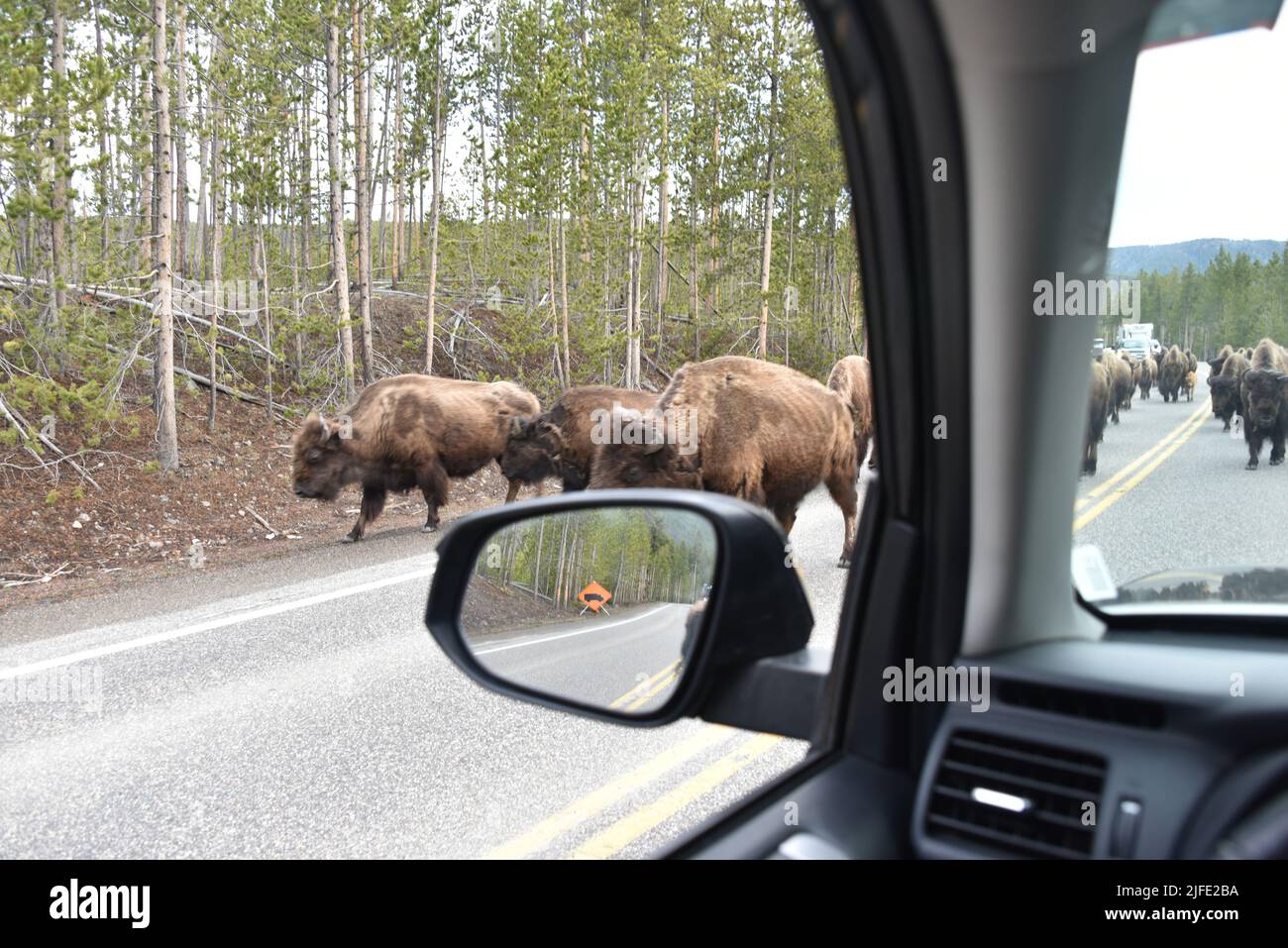Yellowstone National Park, U.S.A. 5/21-24/2022. American Bison. 5,000 ...