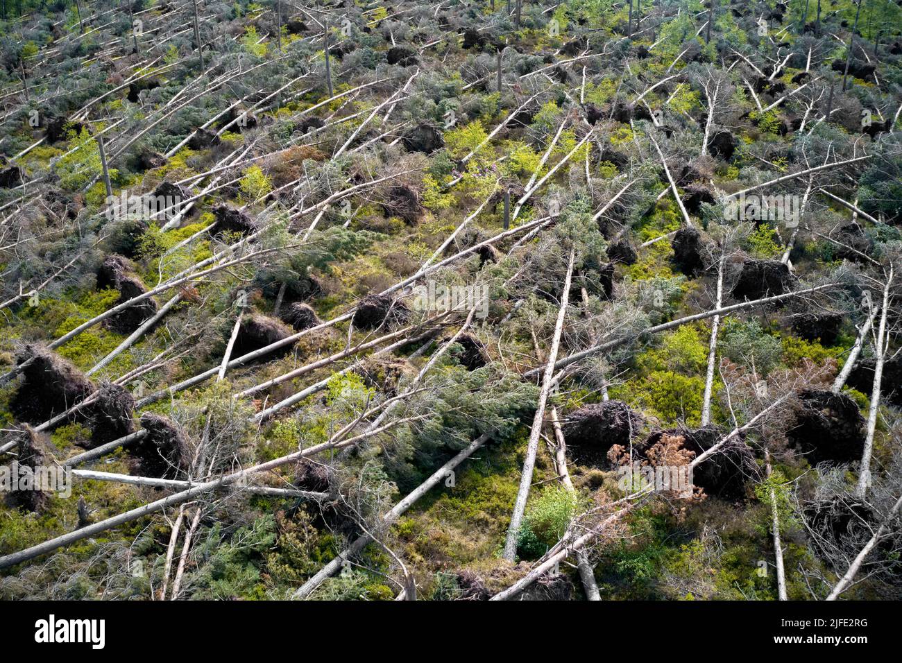 Trees felling in Scotland to produce biomass fuel Stock Photo - Alamy