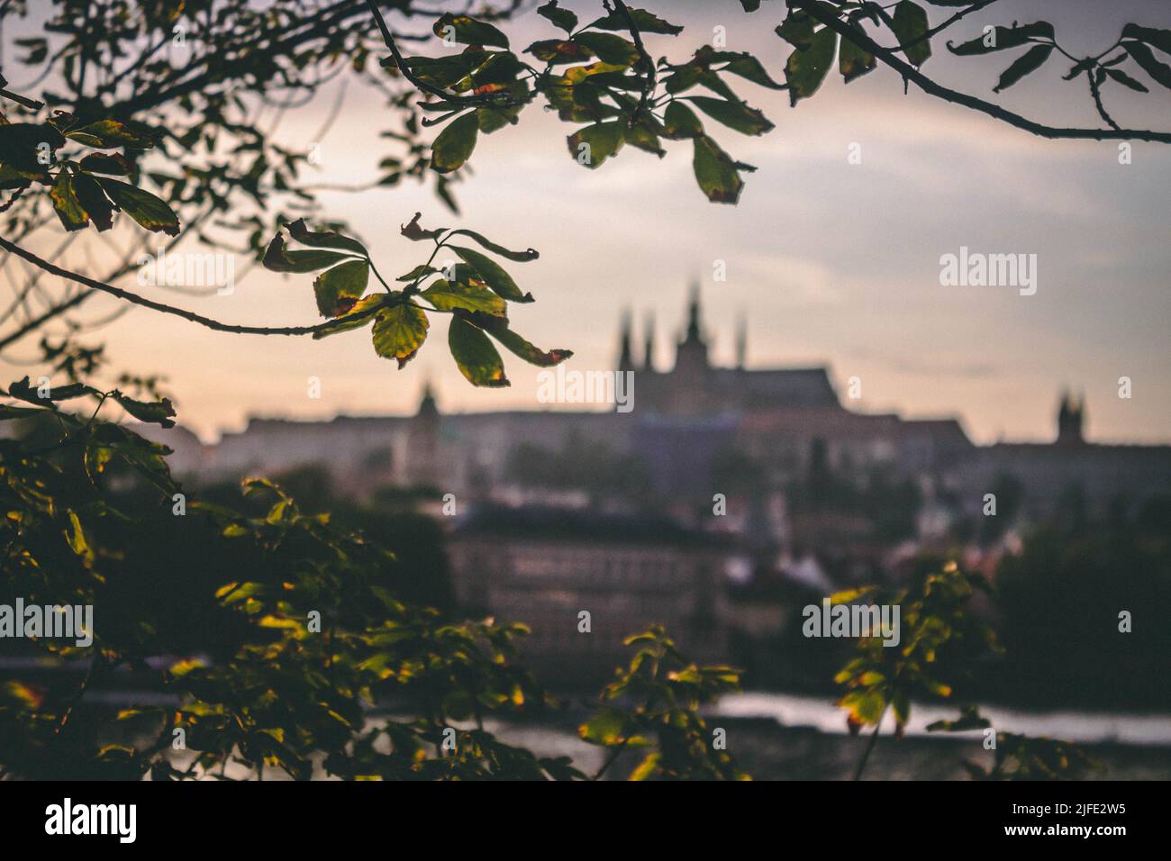 The tree branches against the blurry background of Prague Castle. Czech ...