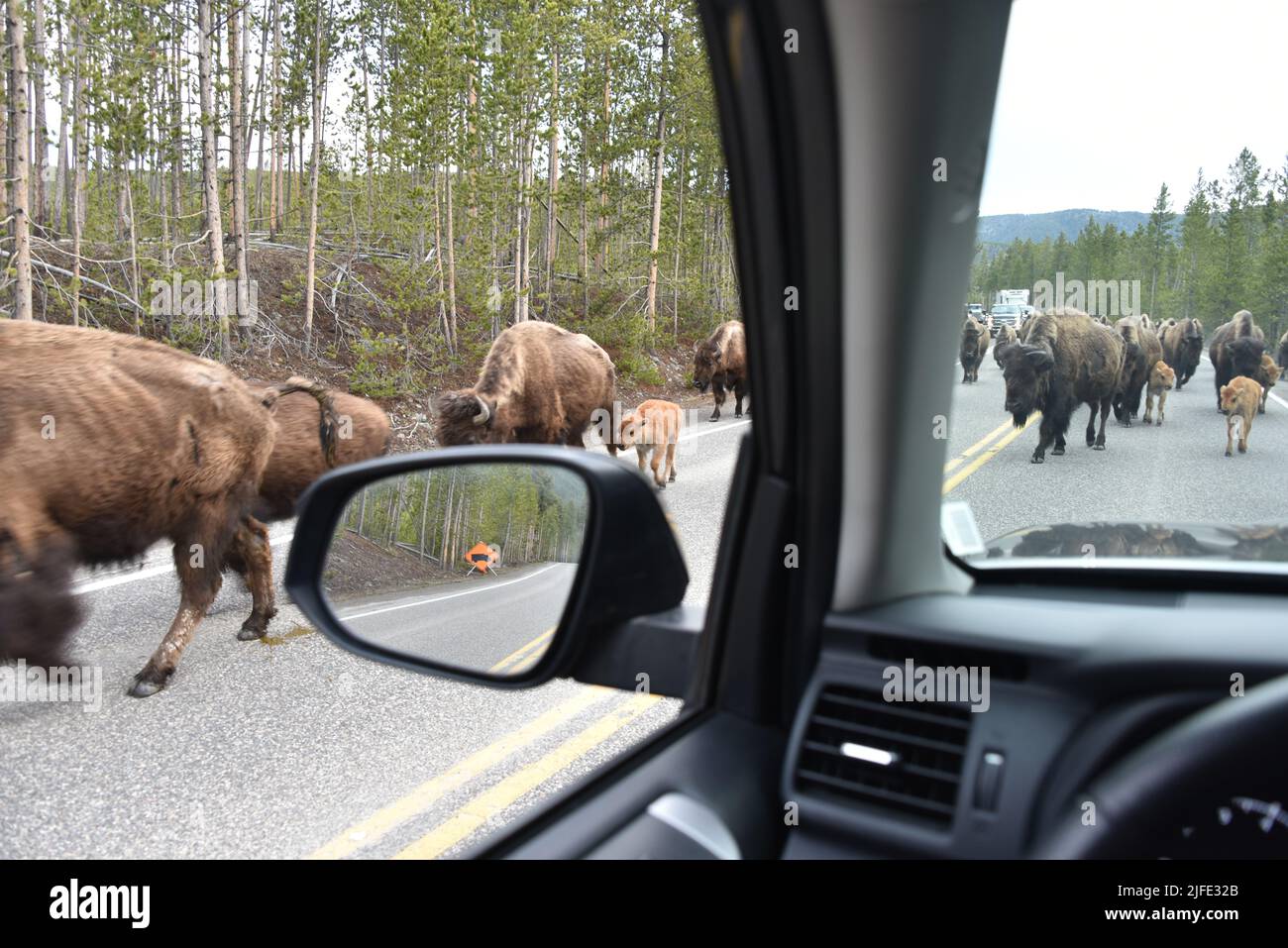 Yellowstone National Park, U.S.A. 5/21-24/2022. American Bison. 5,000 ...