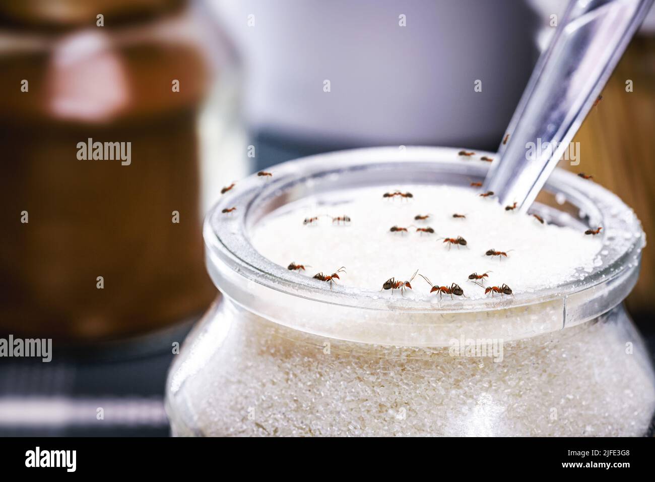 red ants eating sugar inside an open jar, poor hygiene, ants indoors ...
