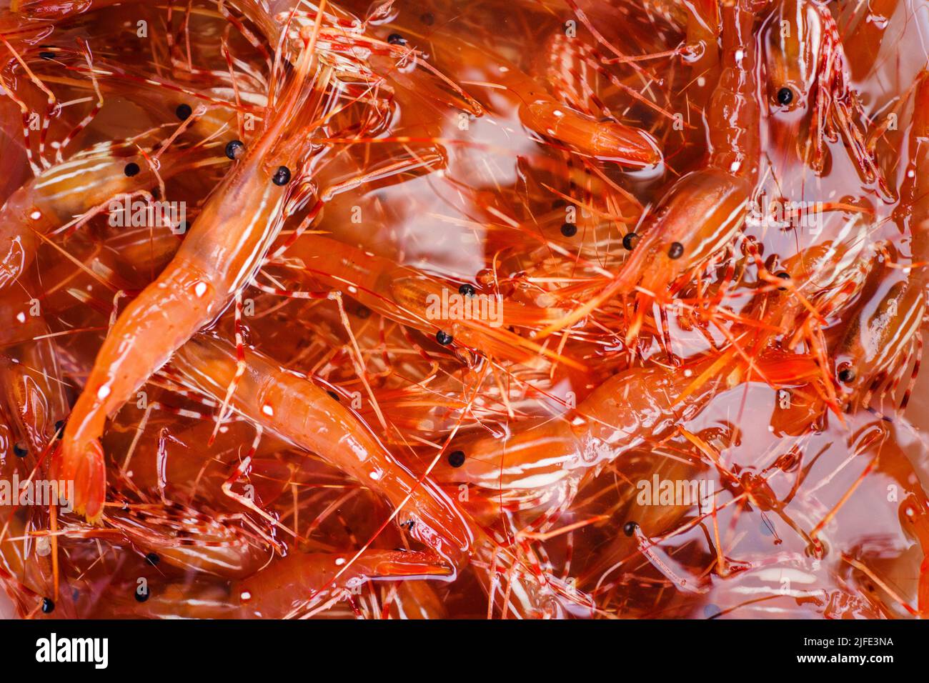 Wallpaper shrimp hi-res stock photography and images - Alamy