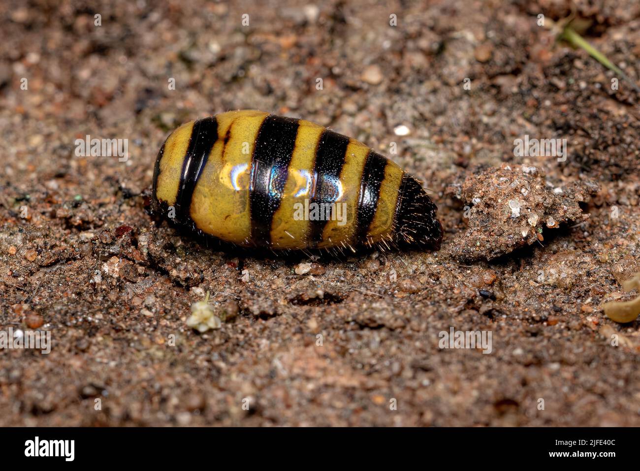 dead wasp abdomen in black and yellow striped colors Stock Photo - Alamy