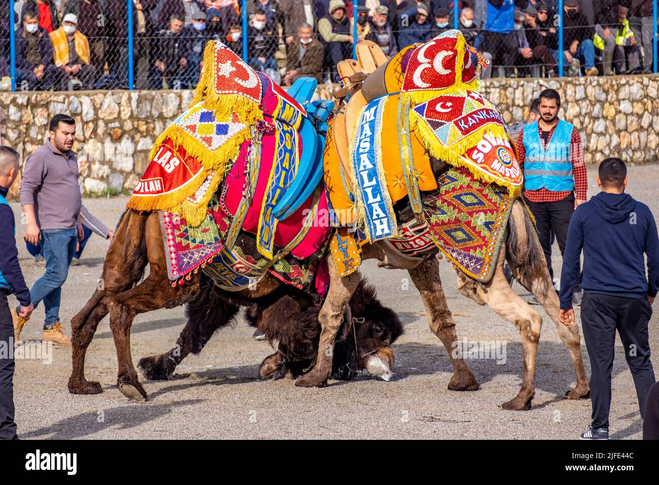 Fighting camels. Camel with colorful traditional fancy animal saddle at ...