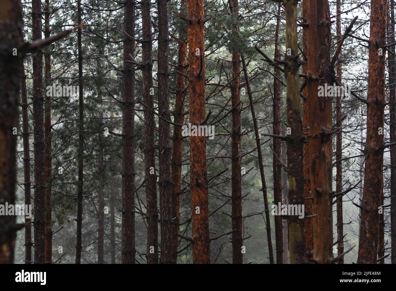 Sun beams in pine mountain hi-res stock photography and images - Alamy