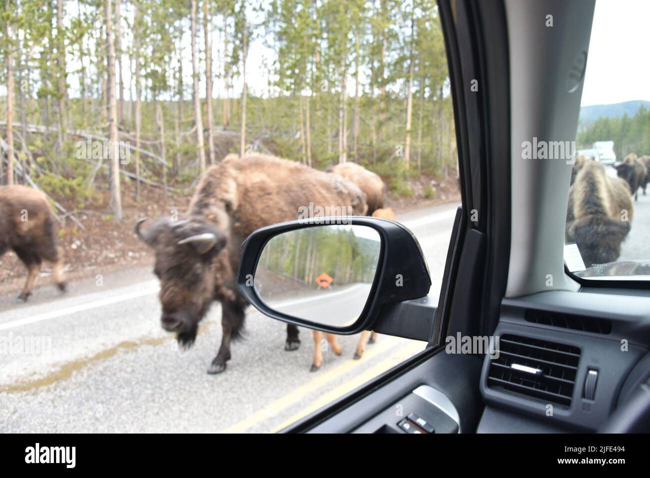 Yellowstone National Park, U.S.A. 5/21-24/2022. American Bison. 5,000 ...