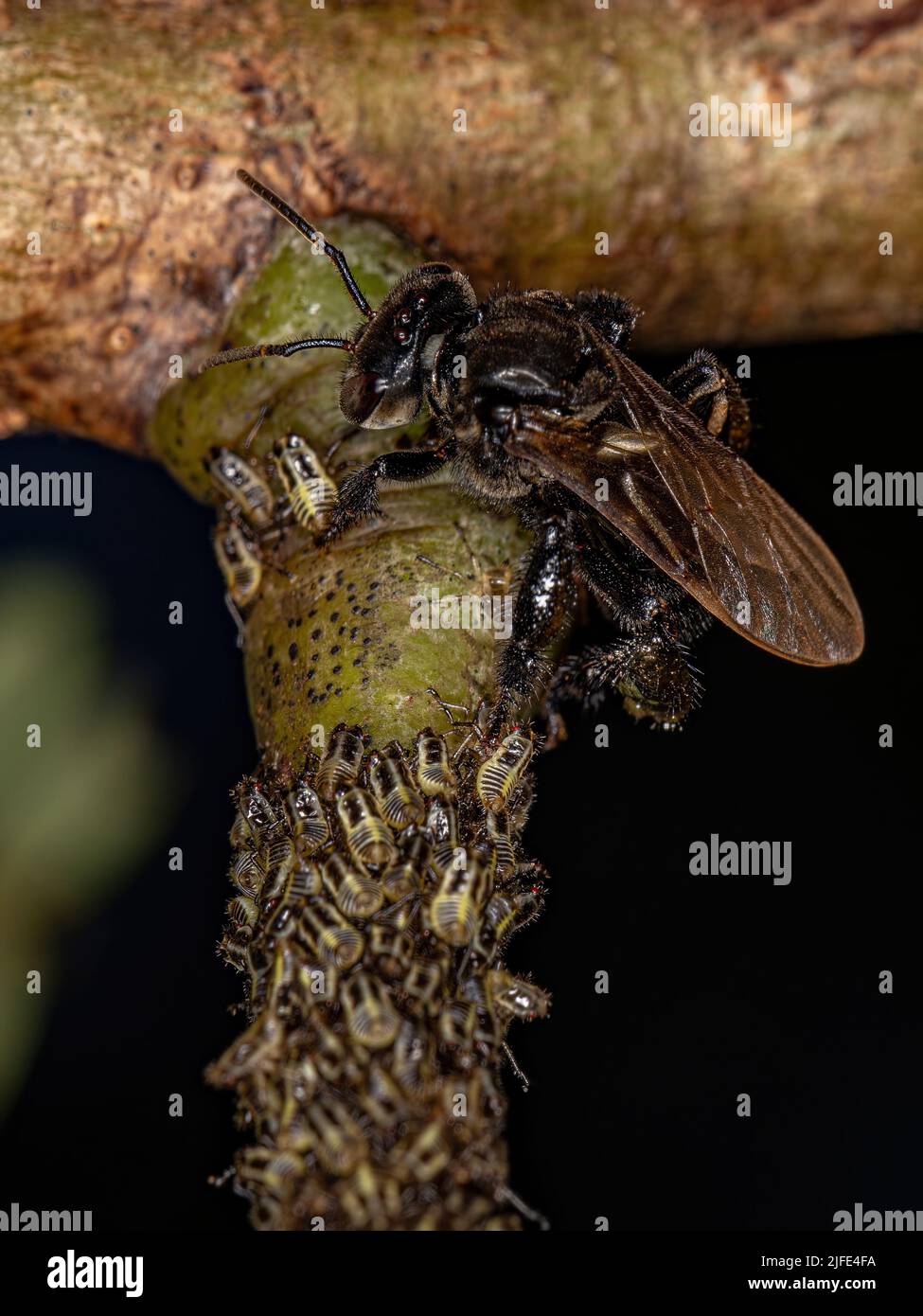 Adult Stingless Bee of the Tribe Meliponini with Aetalionid Treehopper ...