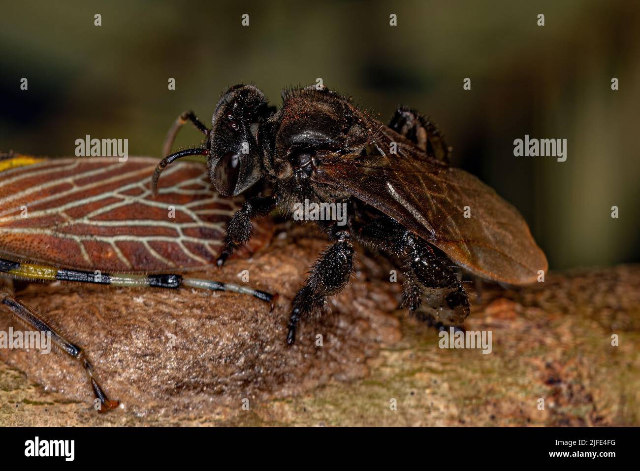 Brown treehopper hi-res stock photography and images - Alamy