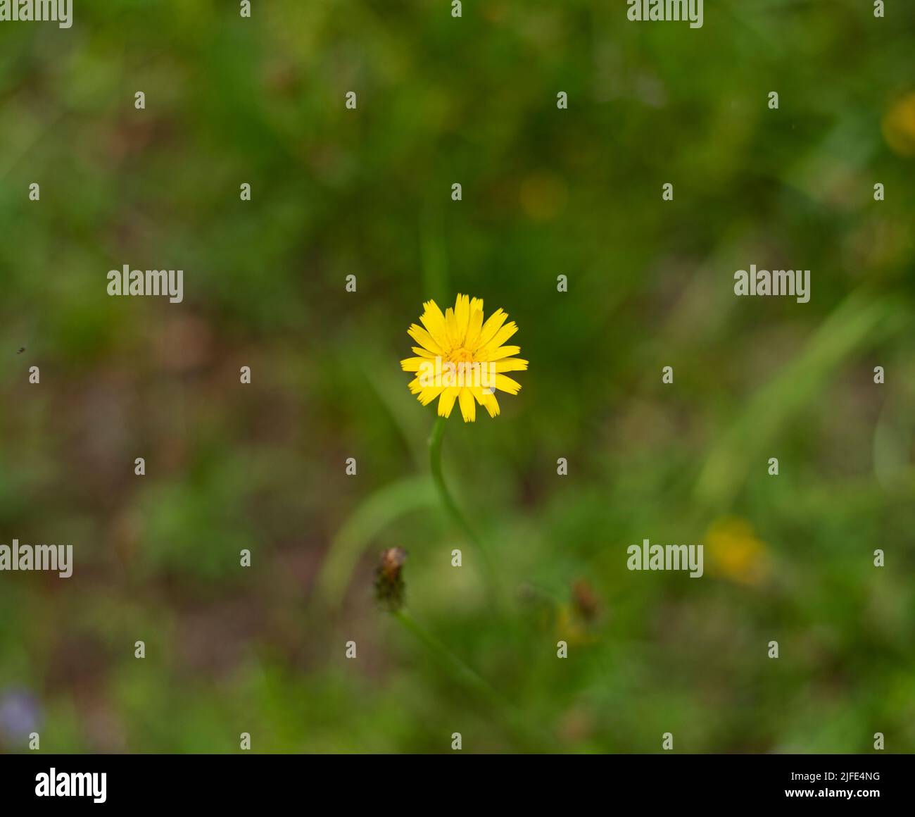 Hawk weed hi-res stock photography and images - Alamy