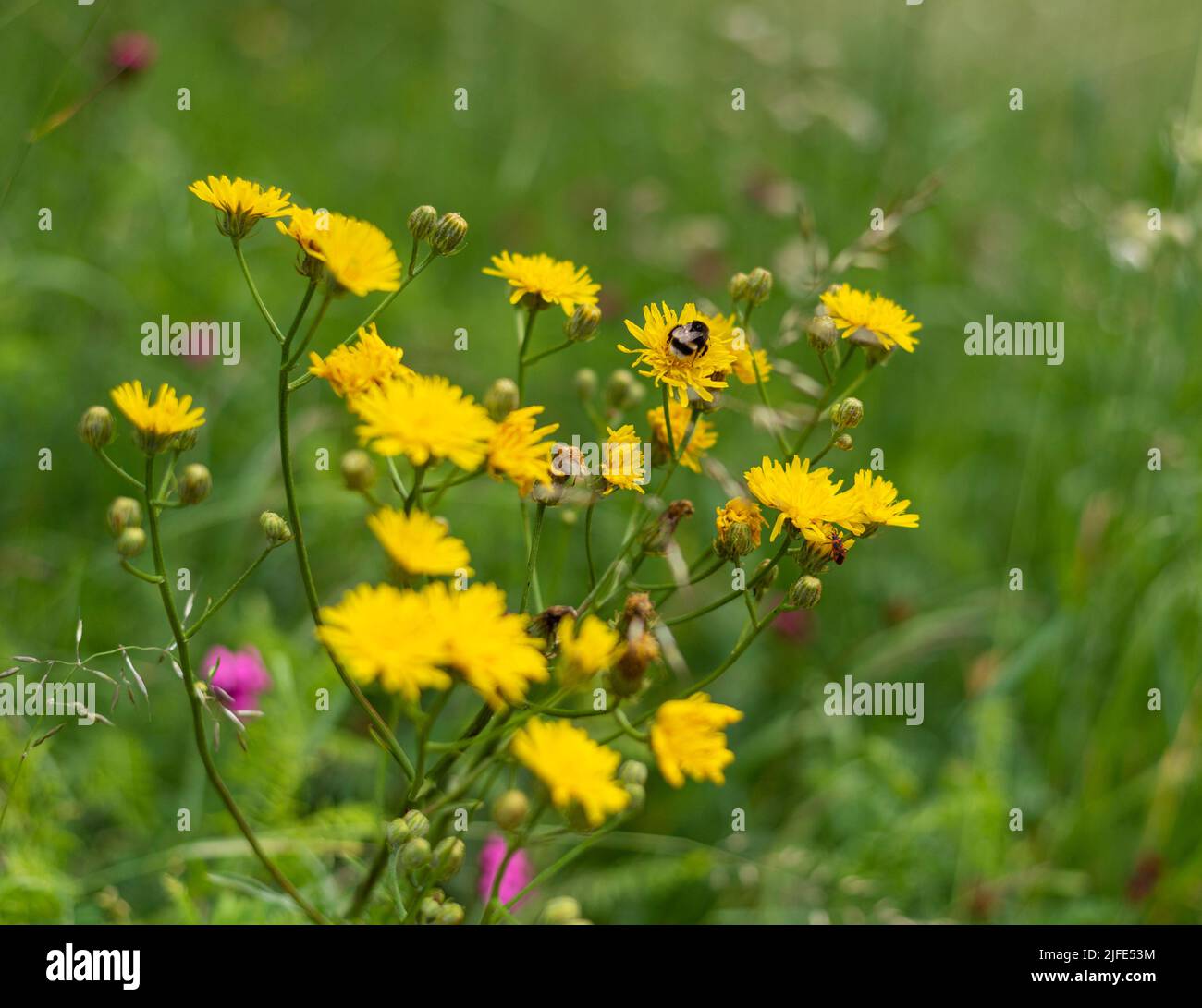Mountain bracts hi-res stock photography and images - Alamy