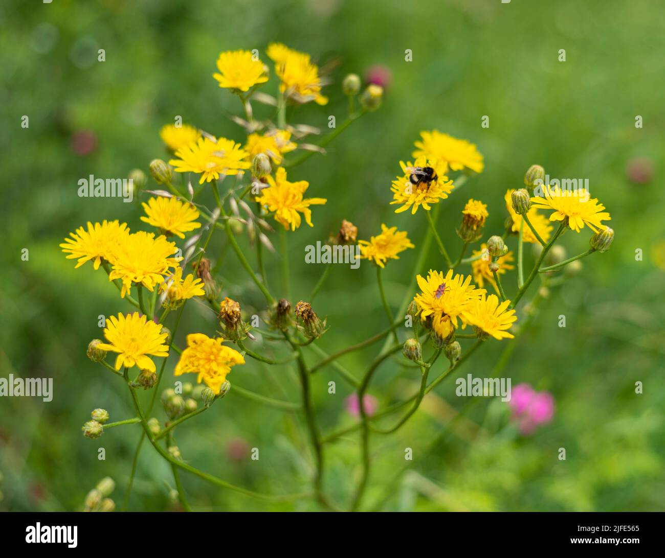 Hawk weed hi-res stock photography and images - Alamy