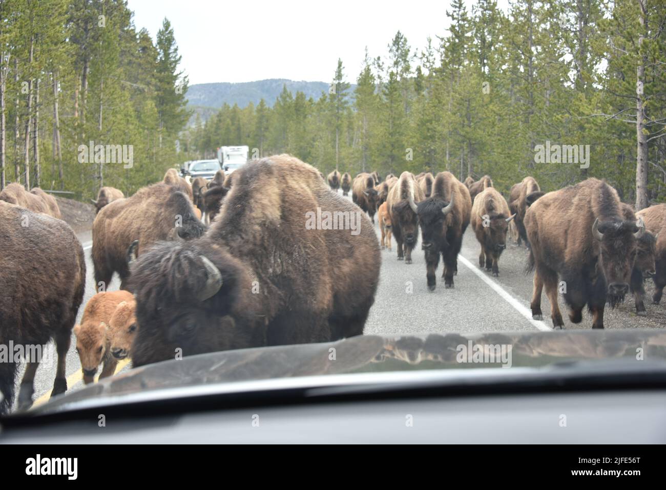 Yellowstone National Park, U.S.A. 5/21-24/2022. American Bison. 5,000 ...