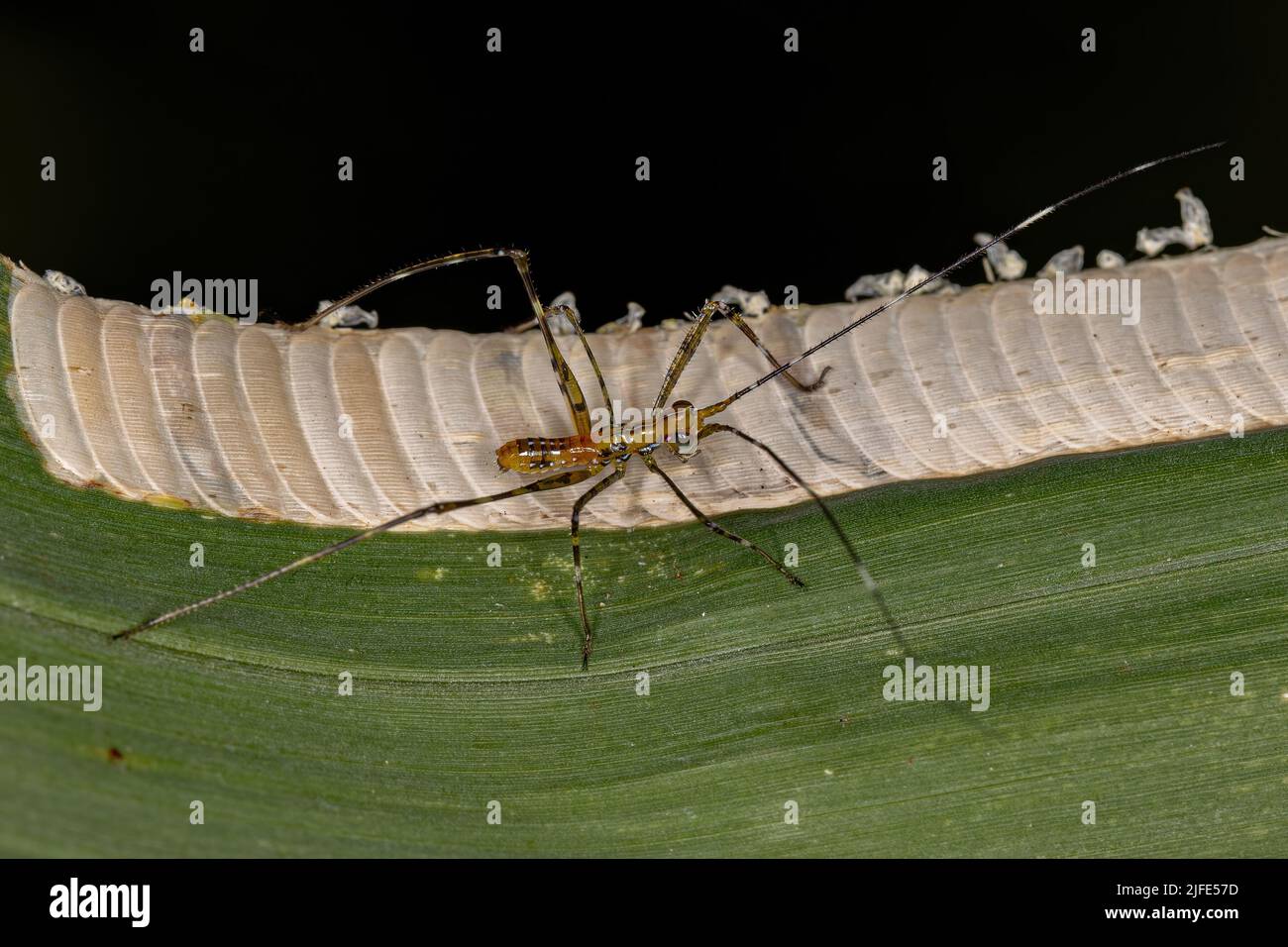 Leaf Katydid Nymph and eggs of the Subfamily Phaneropterinae Stock ...