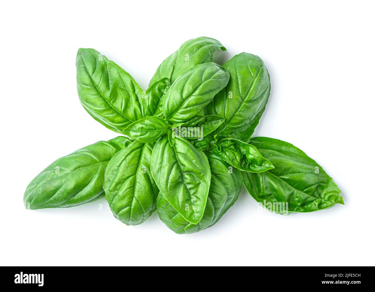 Ripe green basil leaves on a white background Stock Photo - Alamy