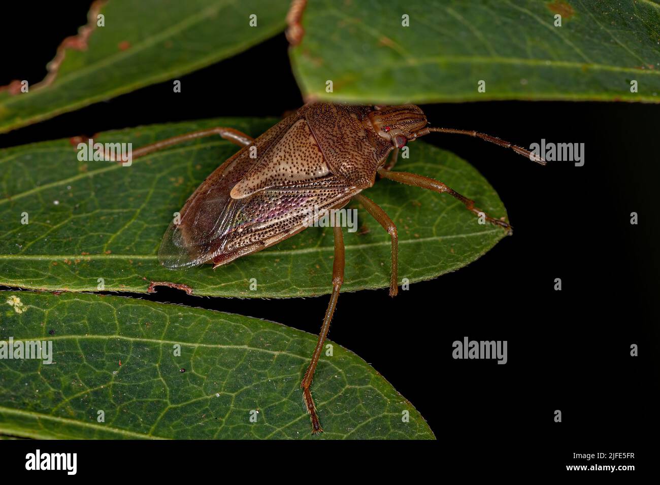 Adult Stink Bug of the Genus Oebalus Stock Photo - Alamy