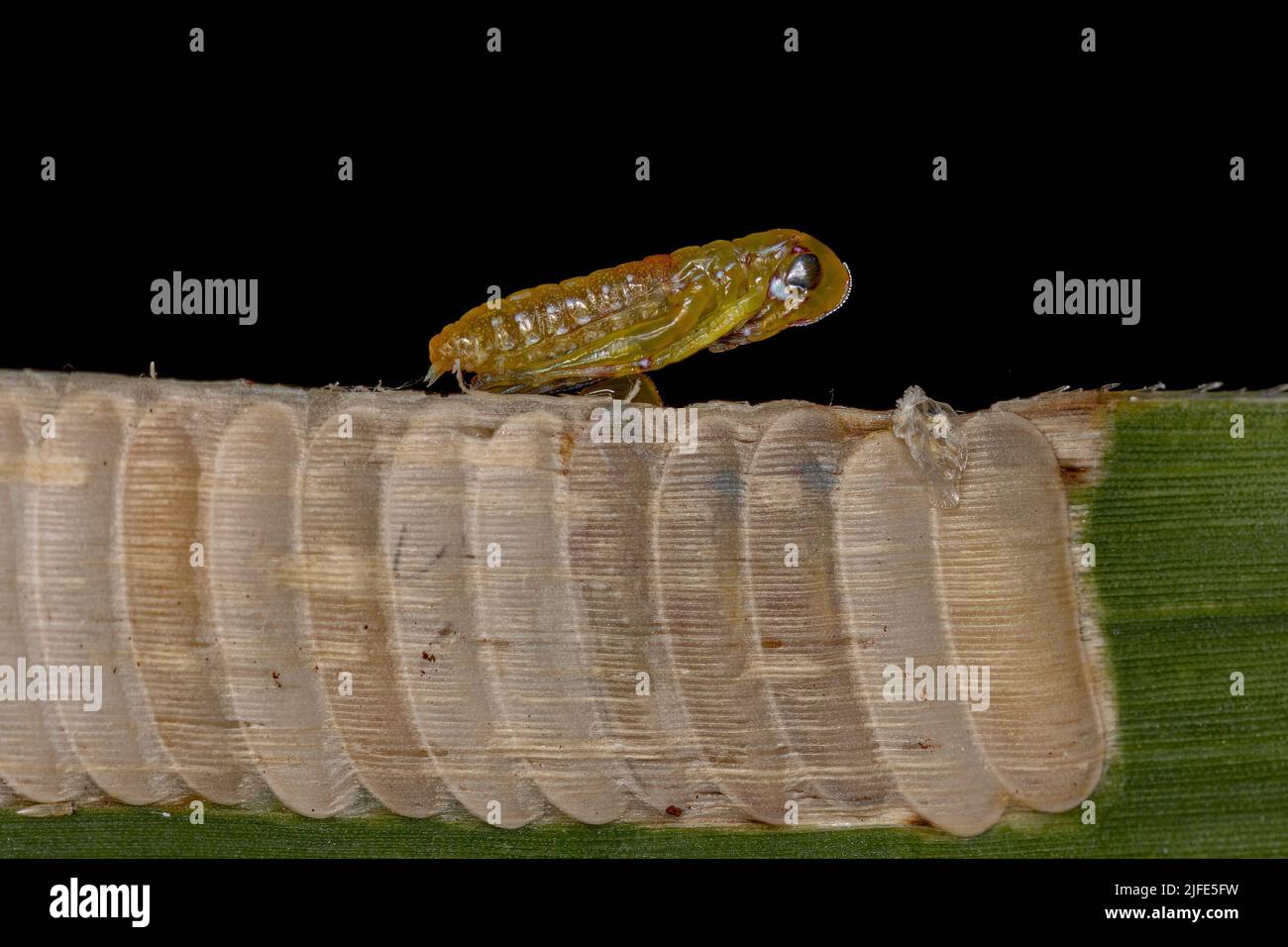 Leaf Katydid Nymph and eggs of the Subfamily Phaneropterinae Stock ...