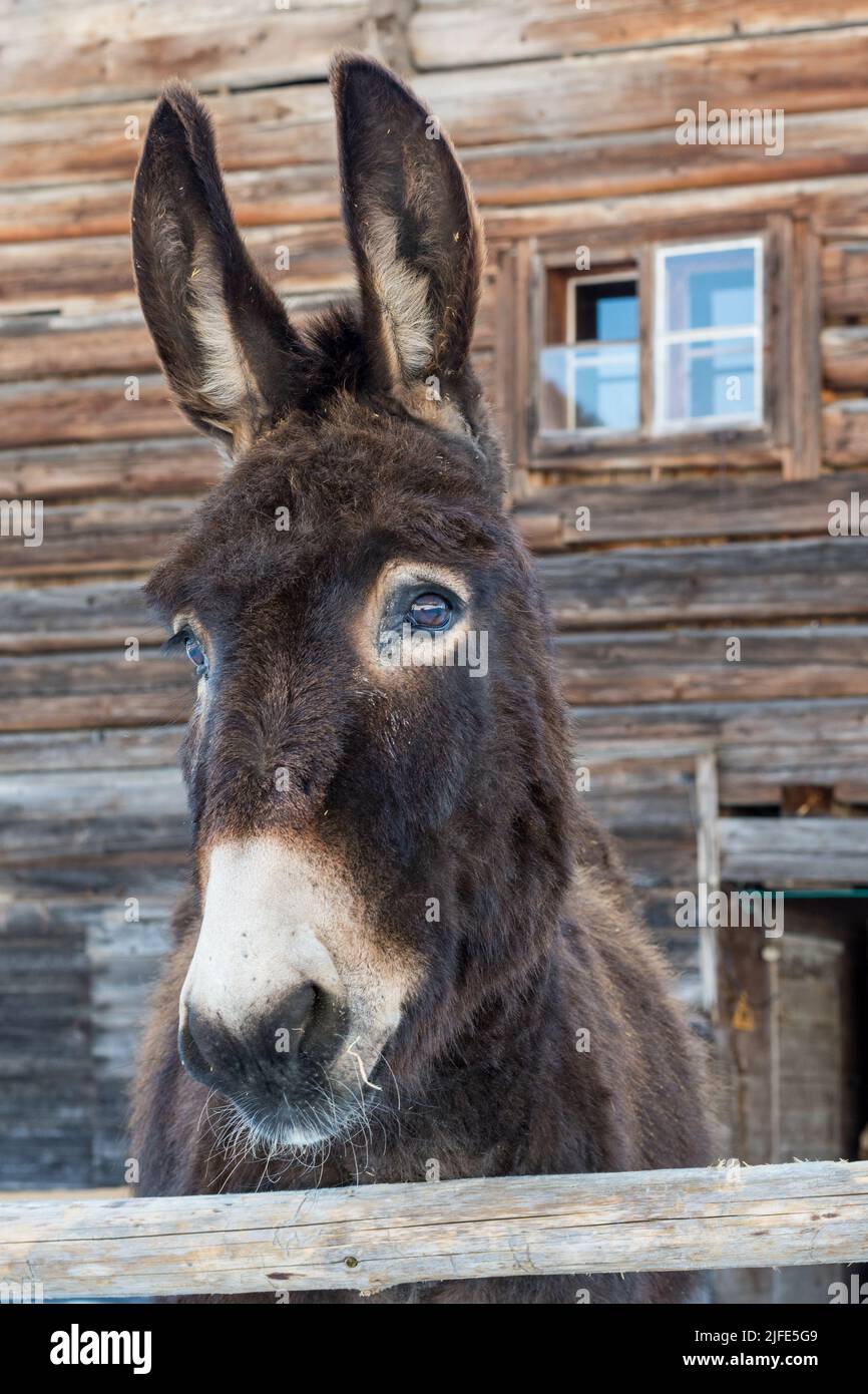 Donkey posing hi-res stock photography and images - Alamy