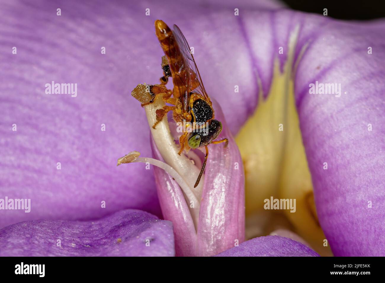 Adult Jatai bee of the species Tetragonisca angustula with selective ...