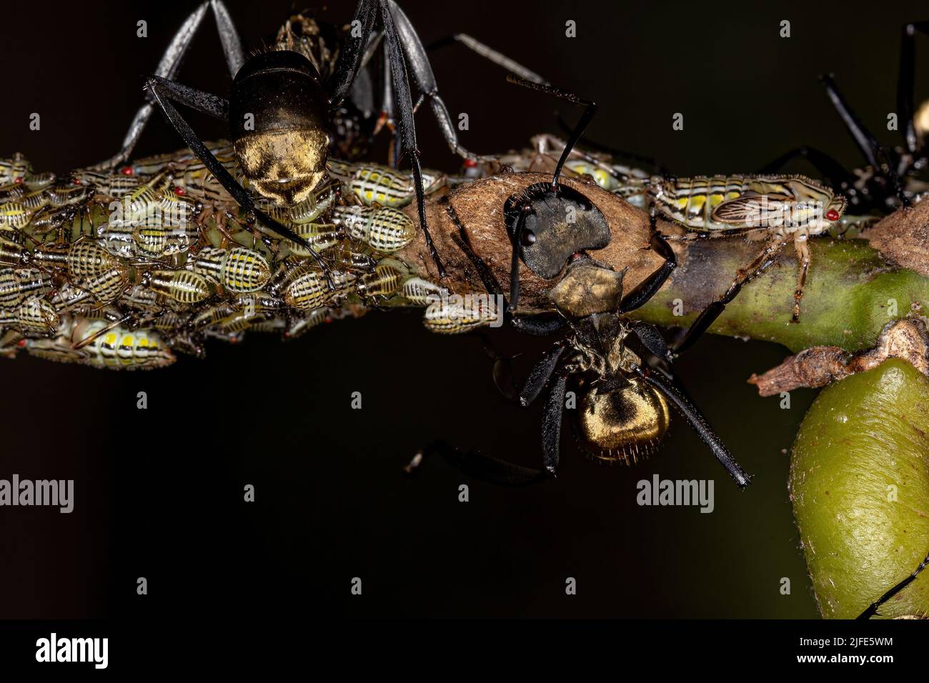 Female Adult Shimmering Golden Sugar Ant of the species Camponotus ...