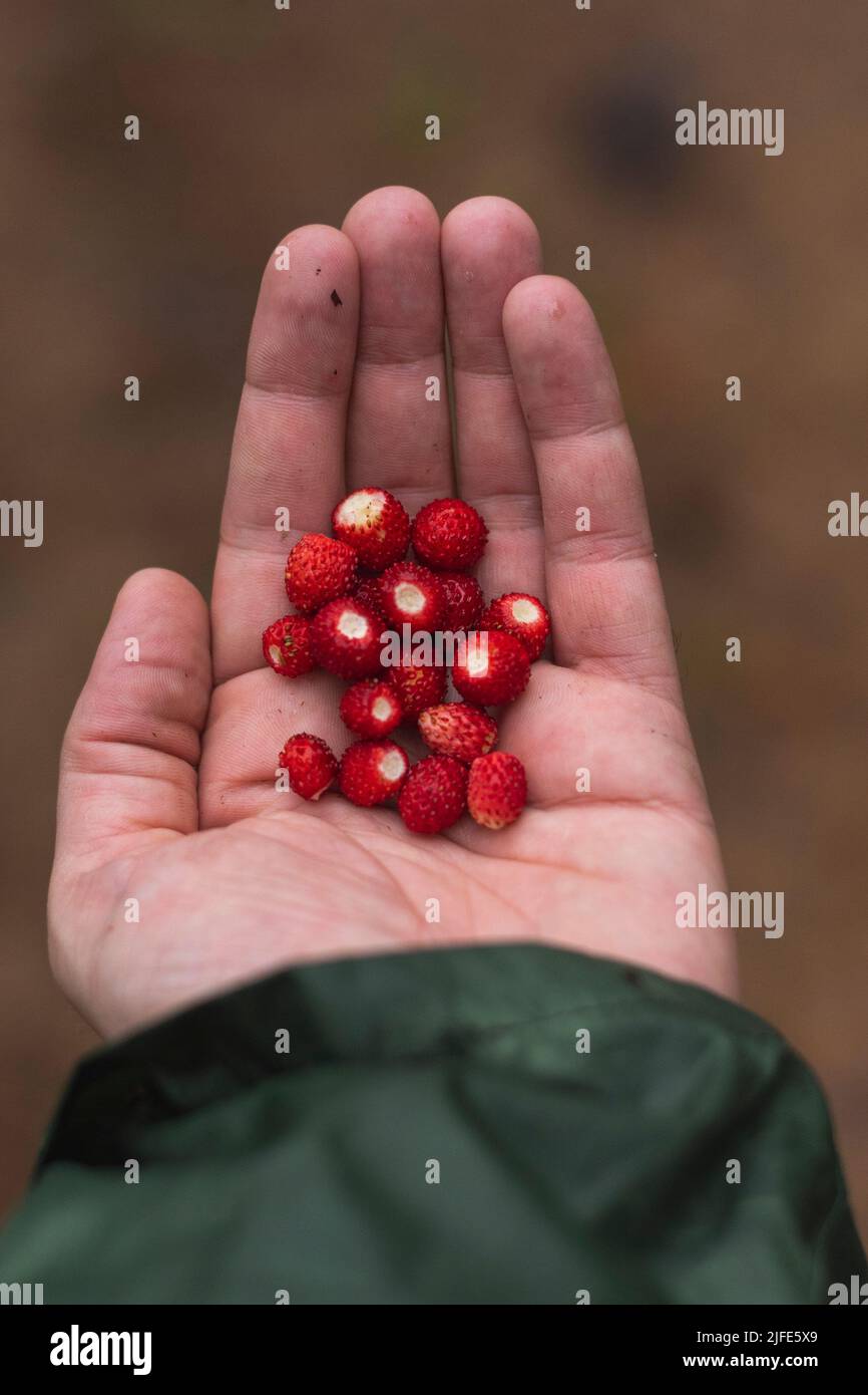 human, male hand holding wild strawberries Stock Photo - Alamy