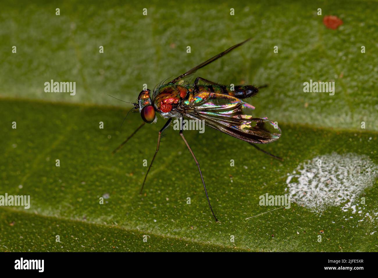 Adult Long-legged Fly of the Family Dolichopodidae with a mite Stock ...