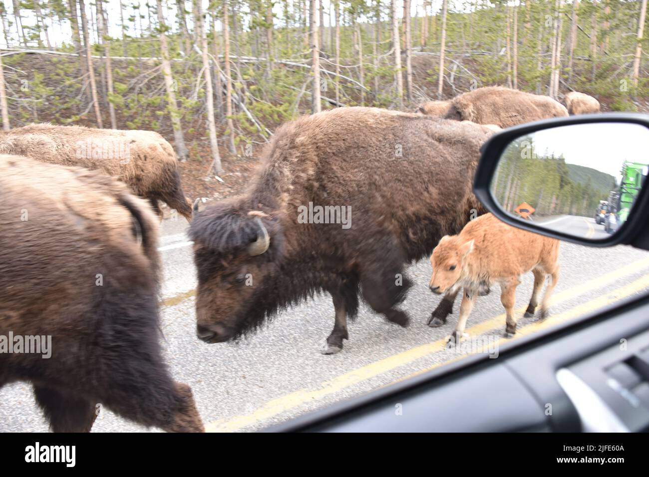 Yellowstone National Park, U.S.A. 5/21-24/2022. American Bison. 5,000 ...