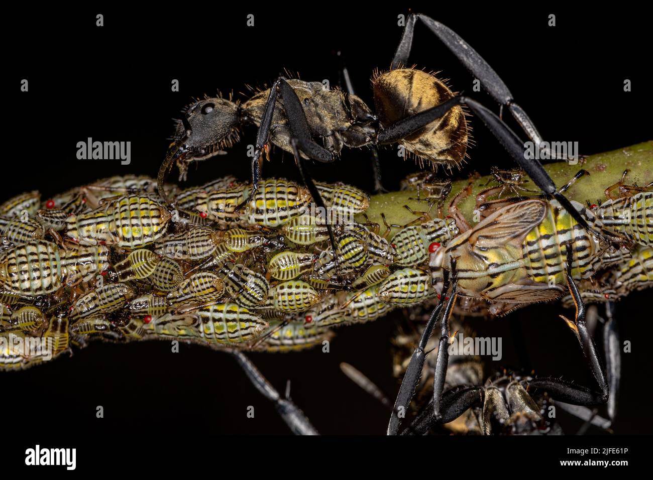 Female Adult Shimmering Golden Sugar Ant of the species Camponotus ...