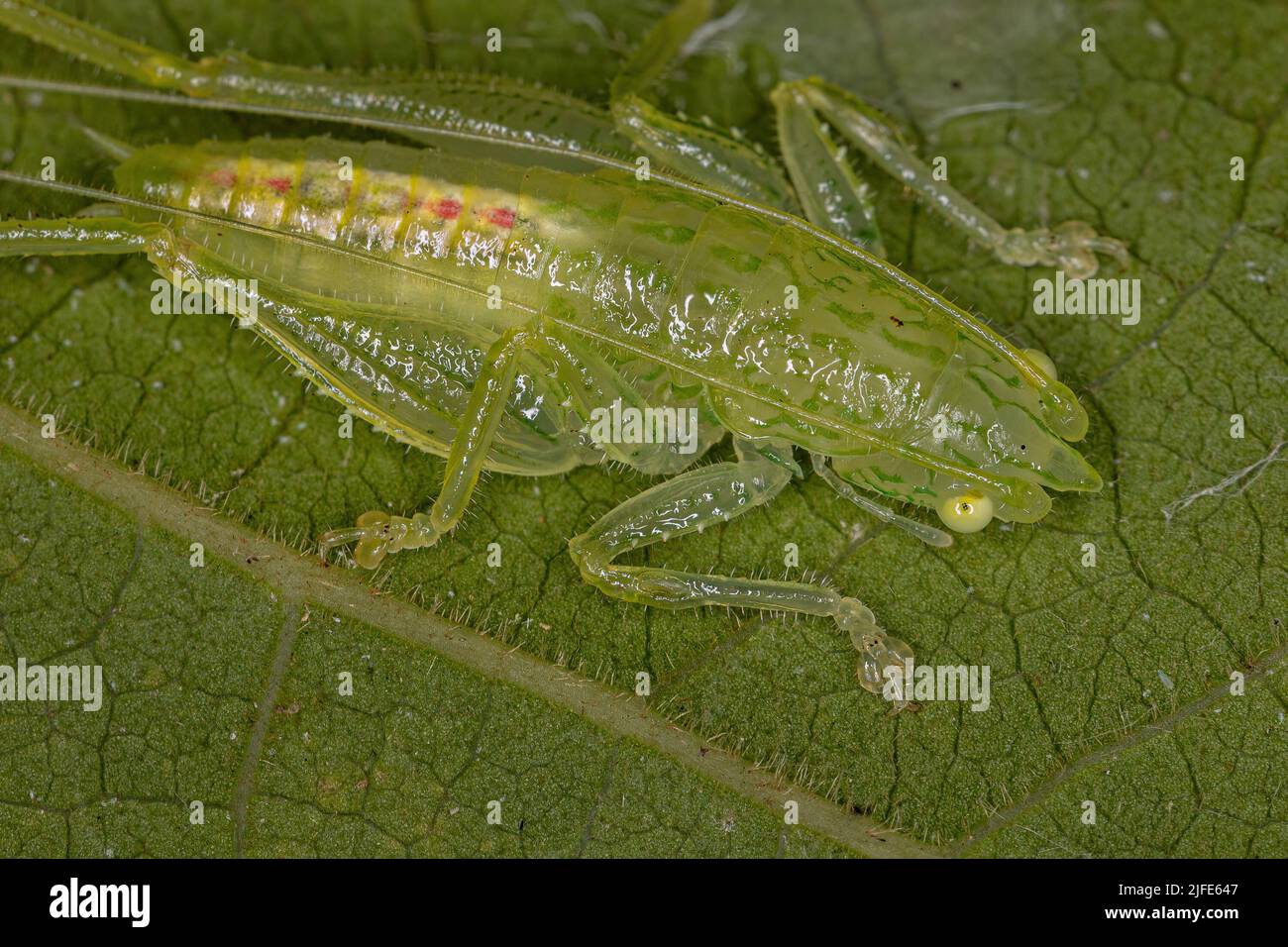 Conehead Tribe at Nora Weeks blog