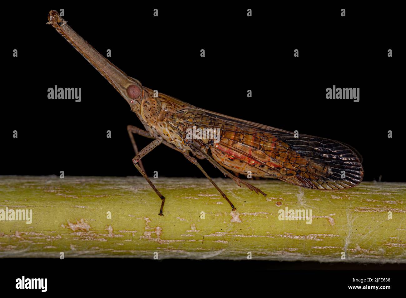 Adult Dictyopharid Planthopper Insect of the Family Dictyopharidae that ...