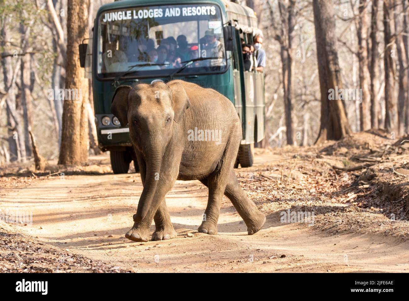 Safari bus jungle hi-res stock photography and images - Alamy