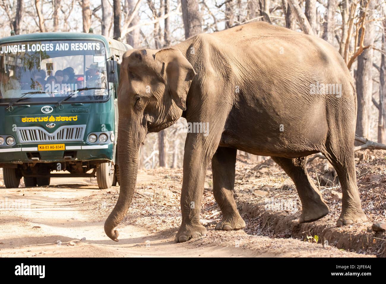 Safari bus jungle hi-res stock photography and images - Alamy