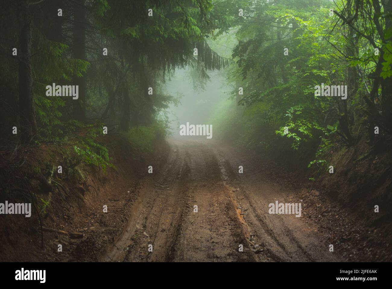 Mud mountain road through foggy forest on cold summer day Stock Photo ...