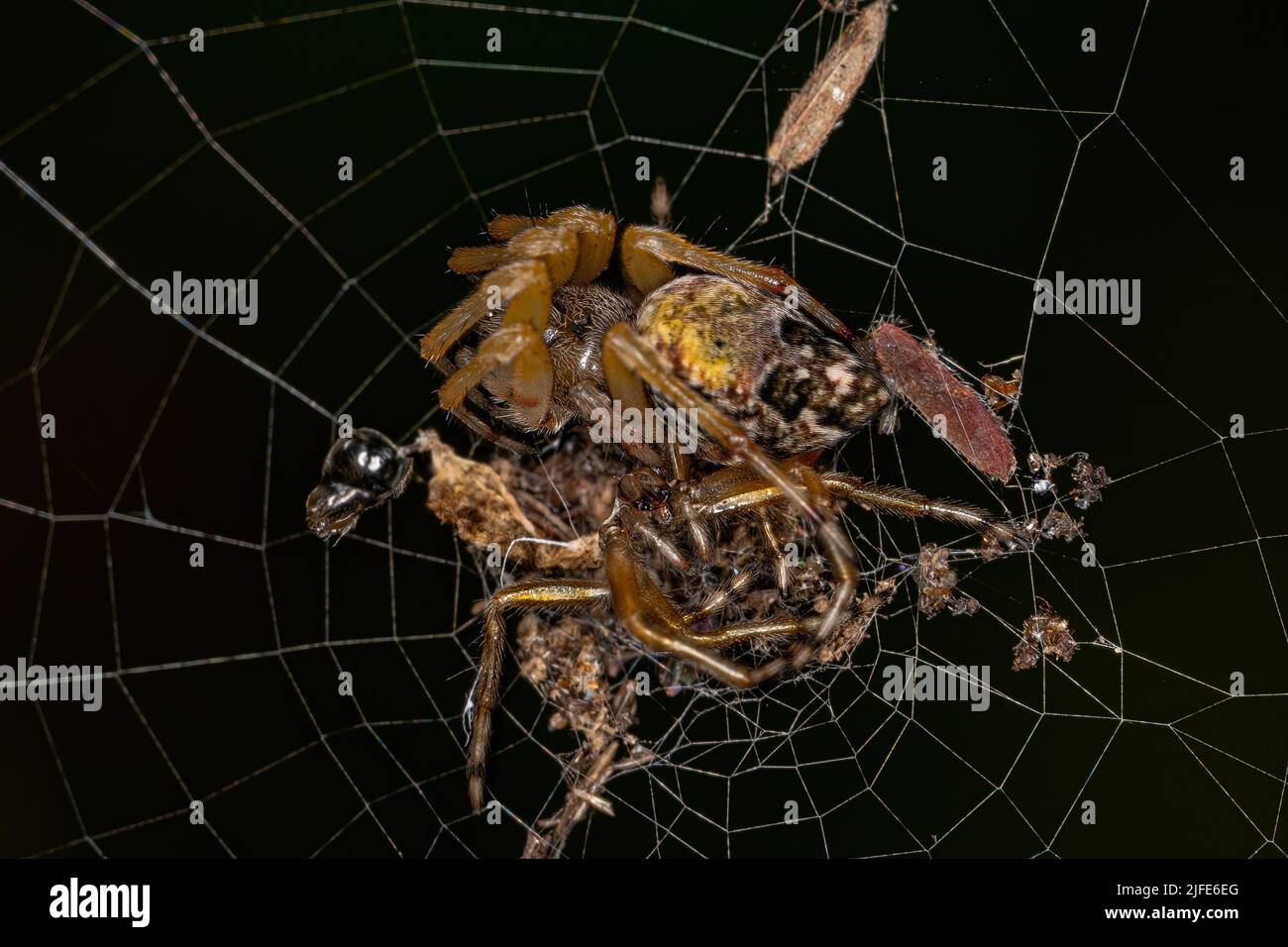 Adult Trashline Orbweaver Spider of the Genus Cyclosa Stock Photo - Alamy